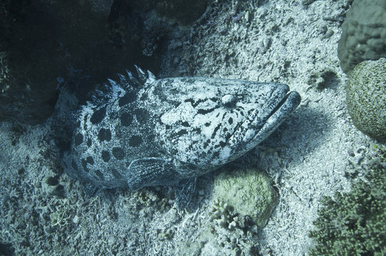 "Potato Cod" Images – Browse 526 Stock Photos, Vectors, and Video ...