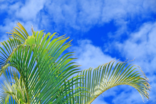 Palmier-Multipliant 影像 – 瀏覽 41 個素材庫相片、向量圖和影片 | Adobe Stock