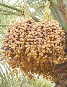 Rutab Images – Browse 36 Stock Photos, Vectors, and Video | Adobe Stock