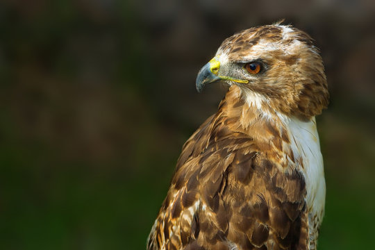 รูปภาพHawkeye – เลือกดูภาพถ่ายสต็อก เวกเตอร์ และวิดีโอ628 | Adobe Stock