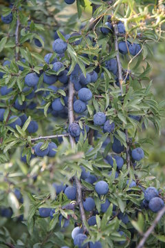 「Endrina」の写真素材 | 21件の無料イラスト画像 | Adobe Stock