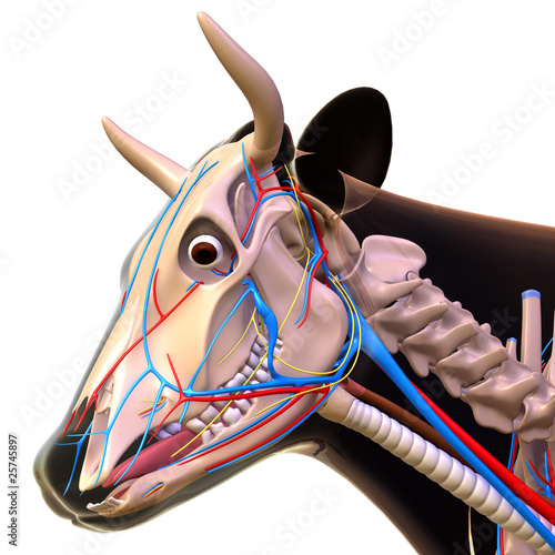 "Cow head anatomy" Stock photo and royalty-free images on Fotolia.com ...