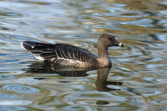 Bean Goose"」の写真素材 | 1,373件の無料イラスト画像 | Adobe Stock