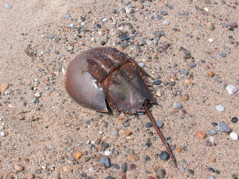 Euarthropoda Images – Parcourir 294 le catalogue de photos, vecteurs et ...