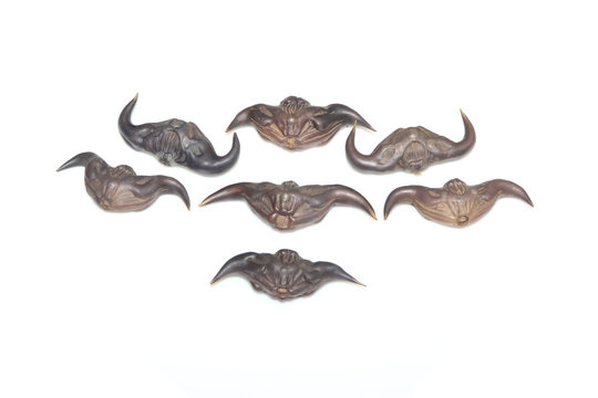 Caltrop Images – Browse 6,618 Stock Photos, Vectors, and Video | Adobe ...