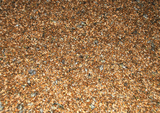 「Weizensamen」の写真素材 | 14件の無料イラスト画像 | Adobe Stock