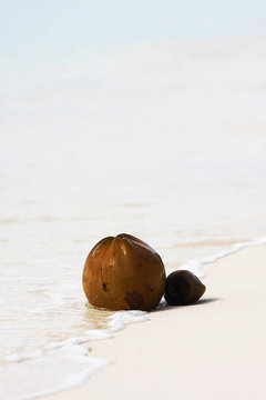 Cocnuts Images – Browse 41 Stock Photos, Vectors, and Video | Adobe Stock