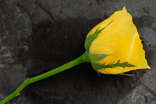 Fuchs-Rose Bilder – Durchsuchen 926 Archivfotos, Vektorgrafiken und ...