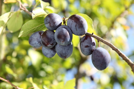 「Quetche」の画像 - 12 件の Stock 写真、ベクターおよびビデオ | Adobe Stock