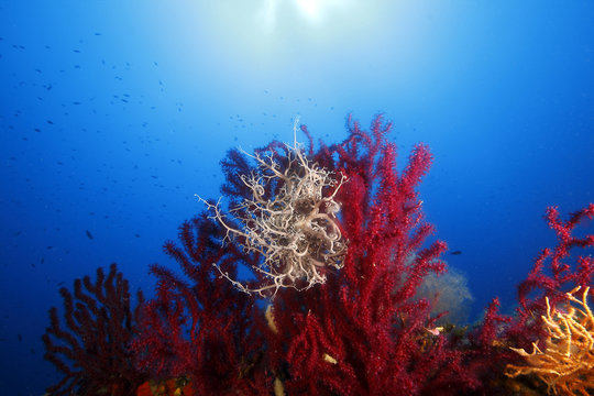 Celenterati Images – Parcourir 86 le catalogue de photos, vecteurs et ...