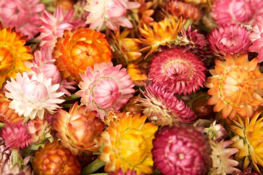 「Strohblumen」の画像 - 518 件の Stock 写真、ベクターおよびビデオ | Adobe Stock