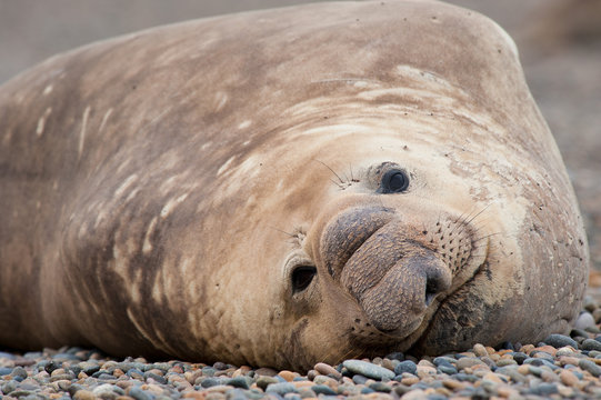 รูปภาพLeonina – เลือกดูภาพถ่ายสต็อก เวกเตอร์ และวิดีโอ2,366 | Adobe Stock