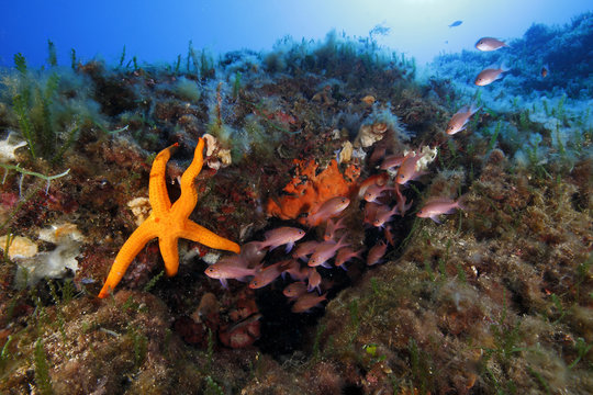 รูปภาพCelenterati – เลือกดูภาพถ่ายสต็อก เวกเตอร์ และวิดีโอ86 | Adobe Stock