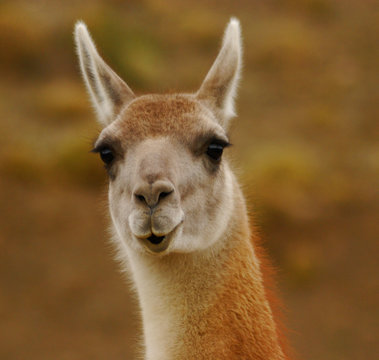 รูปภาพGuanako – เลือกดูภาพถ่ายสต็อก เวกเตอร์ และวิดีโอ16,152 | Adobe Stock