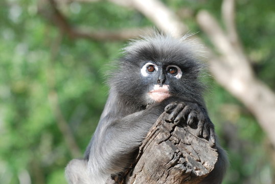 Presbytis Images – Browse 469 Stock Photos, Vectors, and Video | Adobe ...