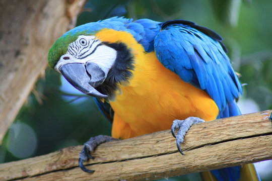 รูปภาพPappagallo – เลือกดูภาพถ่ายสต็อก เวกเตอร์ และวิดีโอ1,258 | Adobe ...