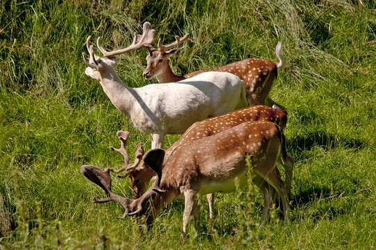 รูปภาพDamhirsche – เลือกดูภาพถ่ายสต็อก เวกเตอร์ และวิดีโอ411 | Adobe Stock