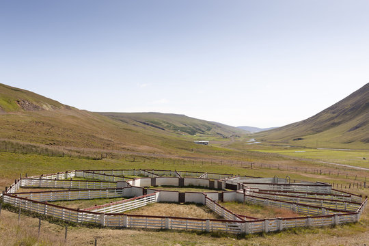 "Sheep Pen" Images – Browse 51,726 Stock Photos, Vectors, and Video ...