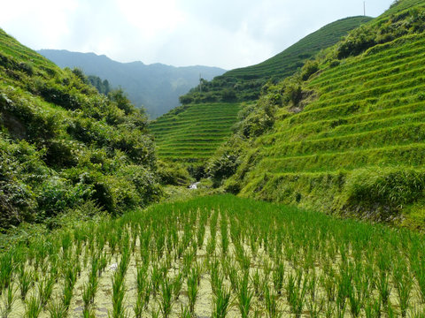 รูปภาพRiziculture – เลือกดูภาพถ่ายสต็อก เวกเตอร์ และวิดีโอ530 | Adobe Stock