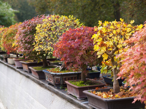 「Zierbaum」の画像 - 1,636 件の Stock 写真、ベクターおよびビデオ | Adobe Stock