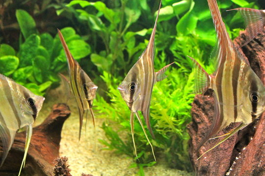 Scalare bilder – Bläddra bland 8,134 stockfoton, vektorer och videor ...