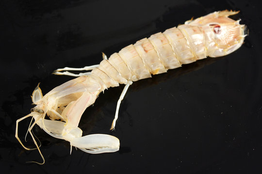 Canocchia Images – Browse 84 Stock Photos, Vectors, and Video | Adobe Stock