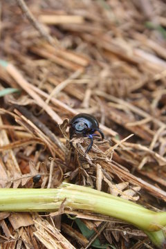 รูปภาพCuirasse – เลือกดูภาพถ่ายสต็อก เวกเตอร์ และวิดีโอ248 | Adobe Stock