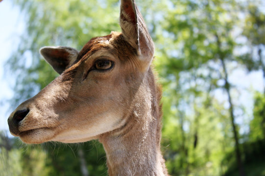 Rehauge bilder – Bläddra bland 28 stockfoton, vektorer och videor ...