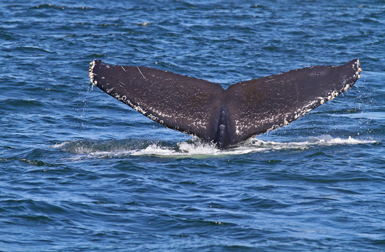 รูปภาพPottwal – เลือกดูภาพถ่ายสต็อก เวกเตอร์ และวิดีโอ356 | Adobe Stock