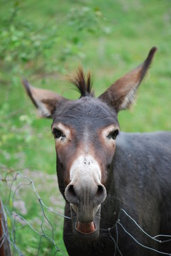 รูปภาพBraire – เลือกดูภาพถ่ายสต็อก เวกเตอร์ และวิดีโอ25 | Adobe Stock