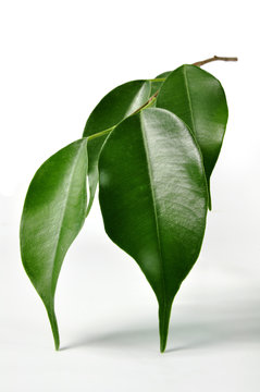 Obrazy (Listek) — zdjęcia, wektory i wideo bez tantiem (25,075) | Adobe ...