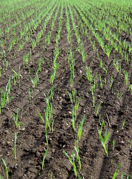 Futtergras bilder – Bläddra bland 89 stockfoton, vektorer och videor ...