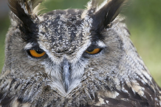 Buho Images – Browse 1,744 Stock Photos, Vectors, and Video | Adobe Stock