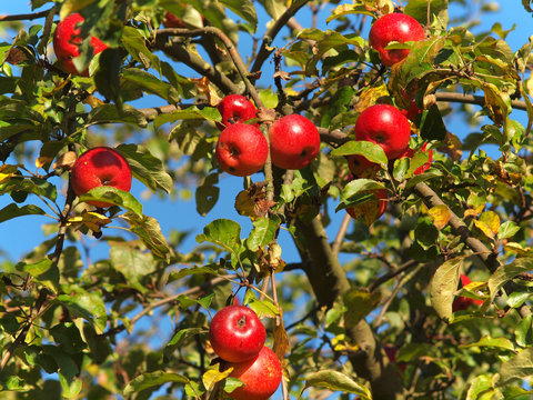 Pfel Bilder – Durchsuchen 167 Archivfotos, Vektorgrafiken und Videos ...