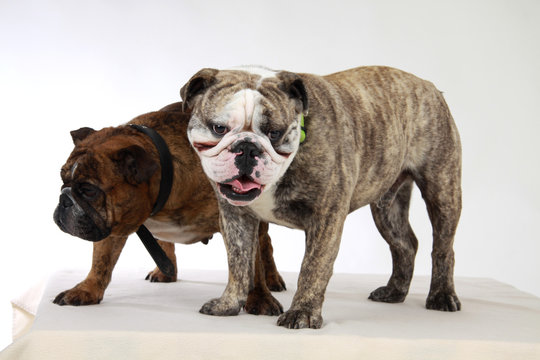 รูปภาพKampfhund – เลือกดูภาพถ่ายสต็อก เวกเตอร์ และวิดีโอ1,192 | Adobe Stock
