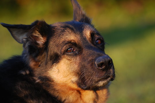 รูปภาพWilczur – เลือกดูภาพถ่ายสต็อก เวกเตอร์ และวิดีโอ144 | Adobe Stock