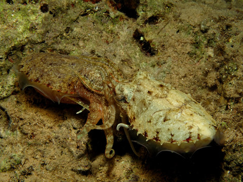 "Hooded Cuttlefish" Images – Browse 62 Stock Photos, Vectors, and Video ...