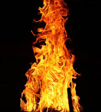 「Flamboyer」の写真素材 | 14件の無料イラスト画像 | Adobe Stock