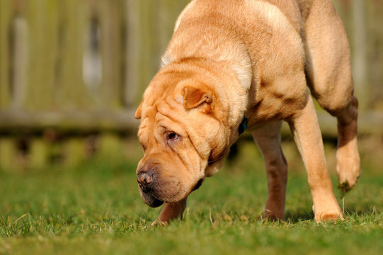 รูปภาพFaltenhund – เลือกดูภาพถ่ายสต็อก เวกเตอร์ และวิดีโอ61 | Adobe Stock