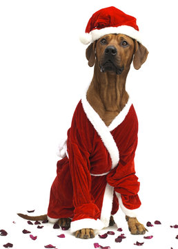 Imágenes de Richback: descubre bancos de fotos, ilustraciones, vectores ...