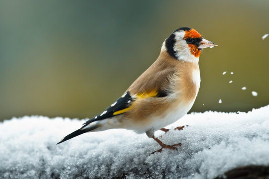 Distelfink Images – Browse 910 Stock Photos, Vectors, and Video | Adobe ...