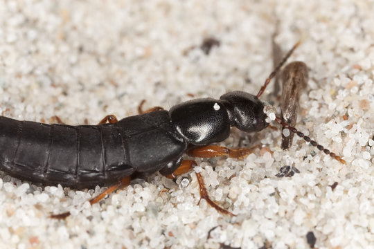 Rove-Beetle Images – Browse 27 Stock Photos, Vectors, and Video | Adobe ...