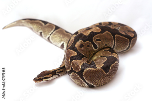 "Ball Python Curled Up" Stock photo and royalty-free images on Fotolia ...
