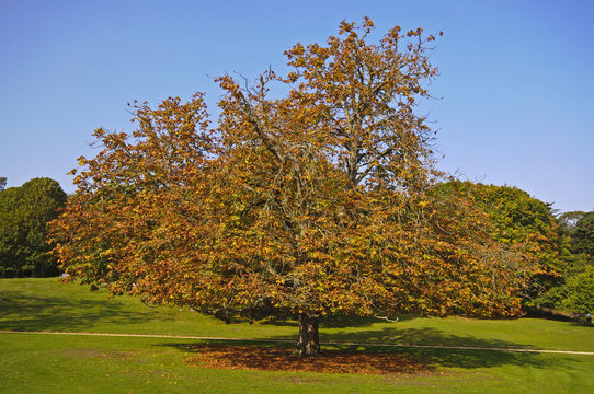 Habbitat Images – Browse 56 Stock Photos, Vectors, and Video | Adobe Stock