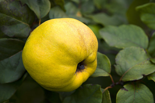 Ayva Images – Browse 276 Stock Photos, Vectors, and Video | Adobe Stock