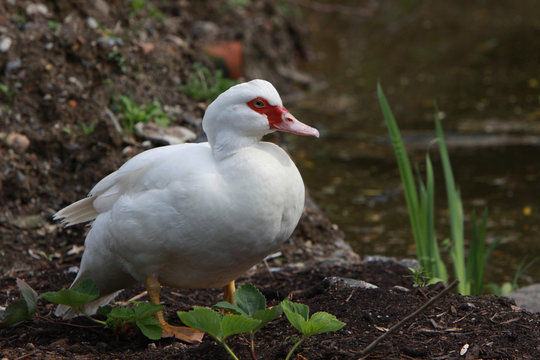 Warzenente Bilder – Durchsuchen 1,008 Archivfotos, Vektorgrafiken und ...