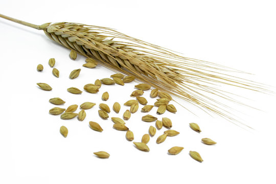 รูปภาพGerste – เลือกดูภาพถ่ายสต็อก เวกเตอร์ และวิดีโอ18,068 | Adobe Stock