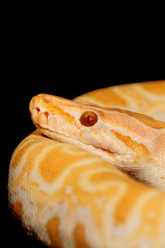 「Tigerpython」の写真素材 | 124件の無料イラスト画像 | Adobe Stock