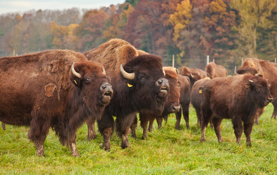 Wildrinder bilder – Bläddra bland 212 stockfoton, vektorer och videor ...