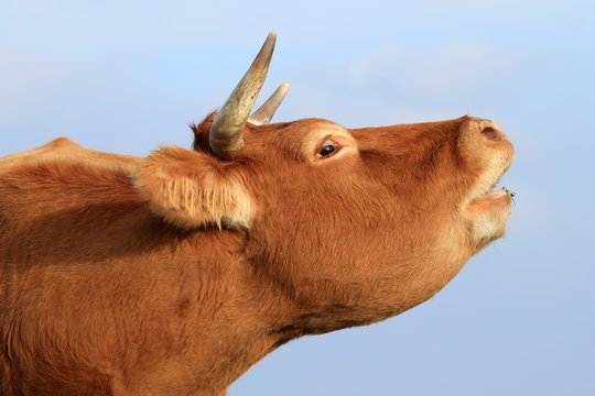 Meugler Images – Browse 1 Stock Photos, Vectors, and Video | Adobe Stock